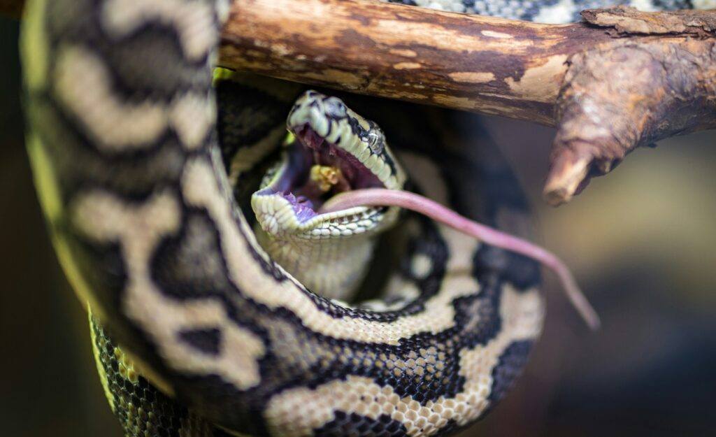 How To Survive A Snake Bite - The Survival Way