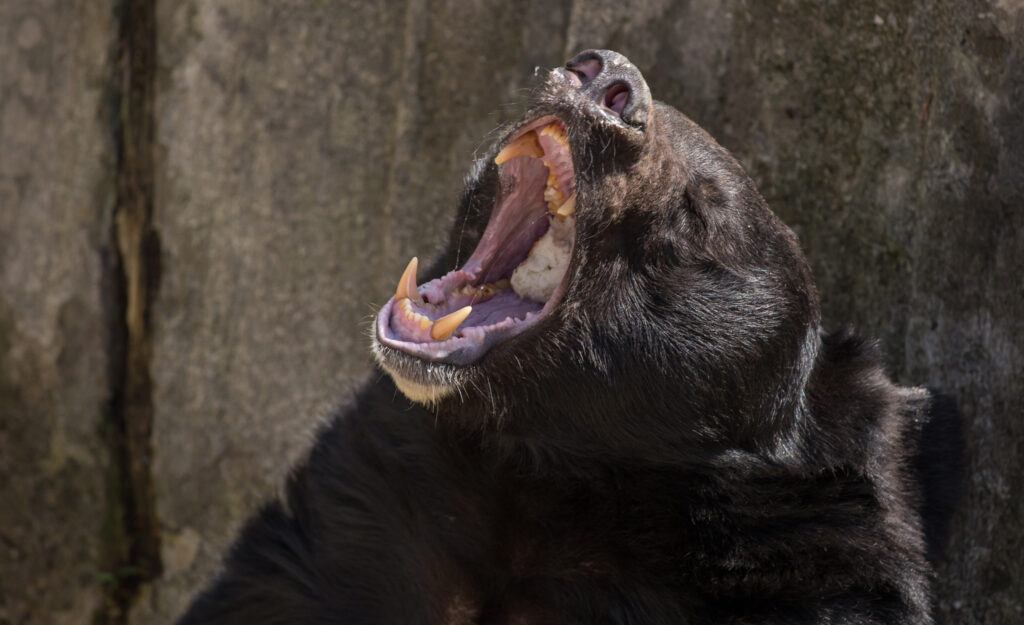 Survive A Black Bear Attack - The Survival Way