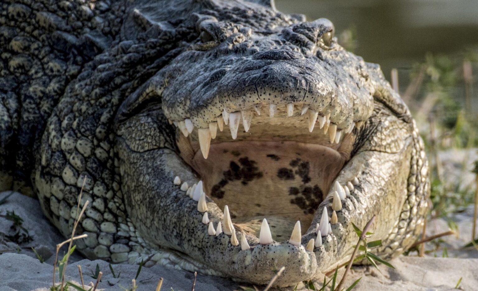 How To Survive A Crocodile Attack - The Survival Way