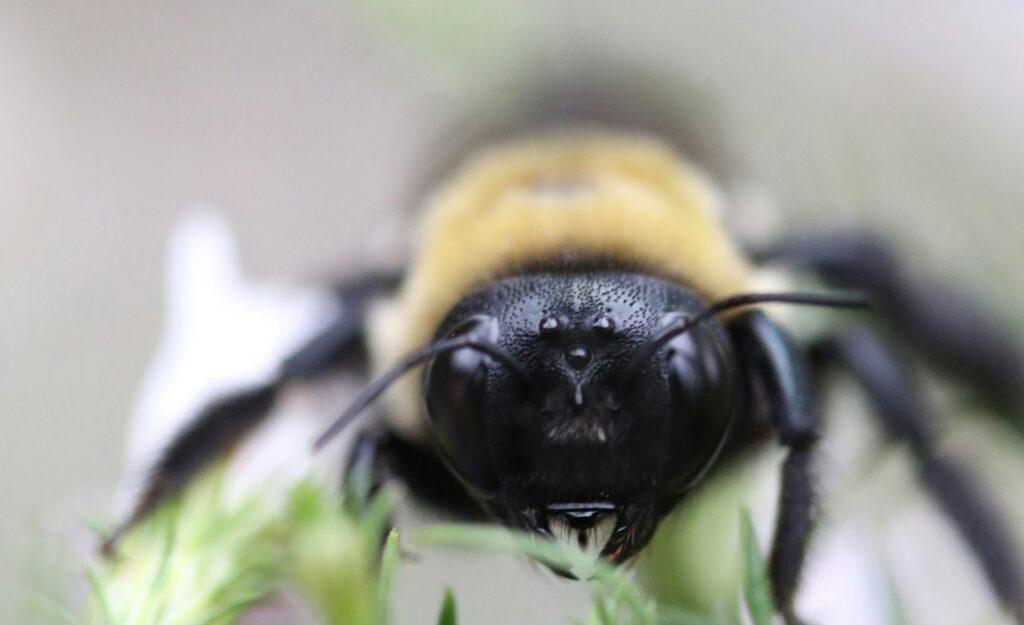 How To Survive A Killer Bee Attack - The Survival Way