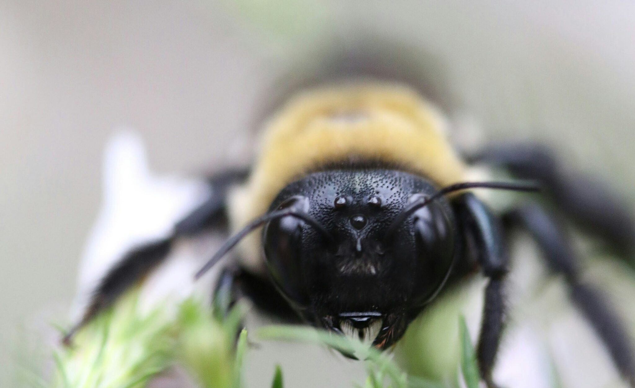 How To Survive A Killer Bee Attack - The Survival Way