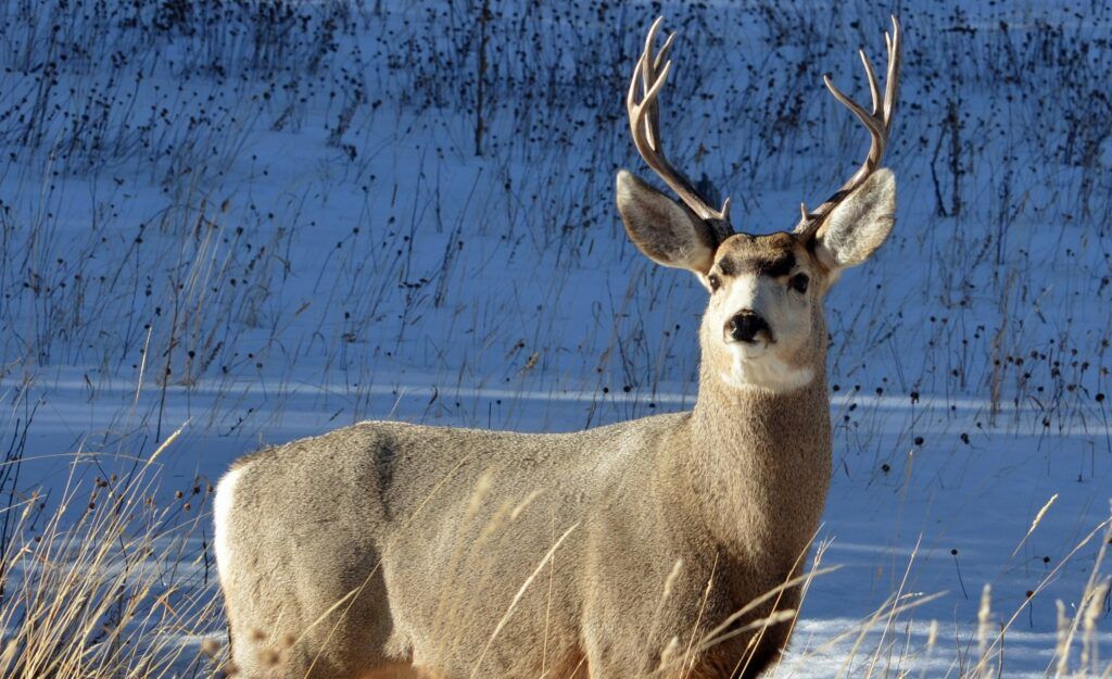 Deer Hunting Tips For Beginners - The Survival Way