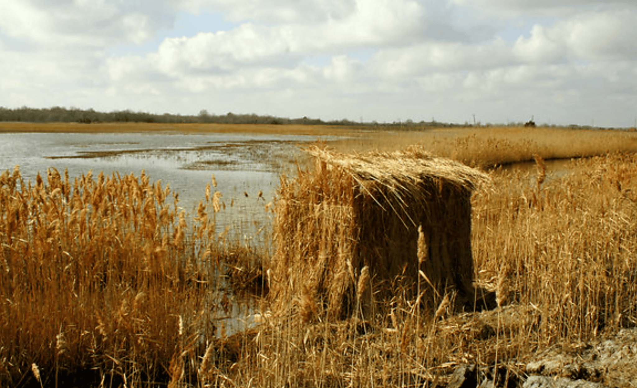 How To Make A Duck Blind - The Survival Way