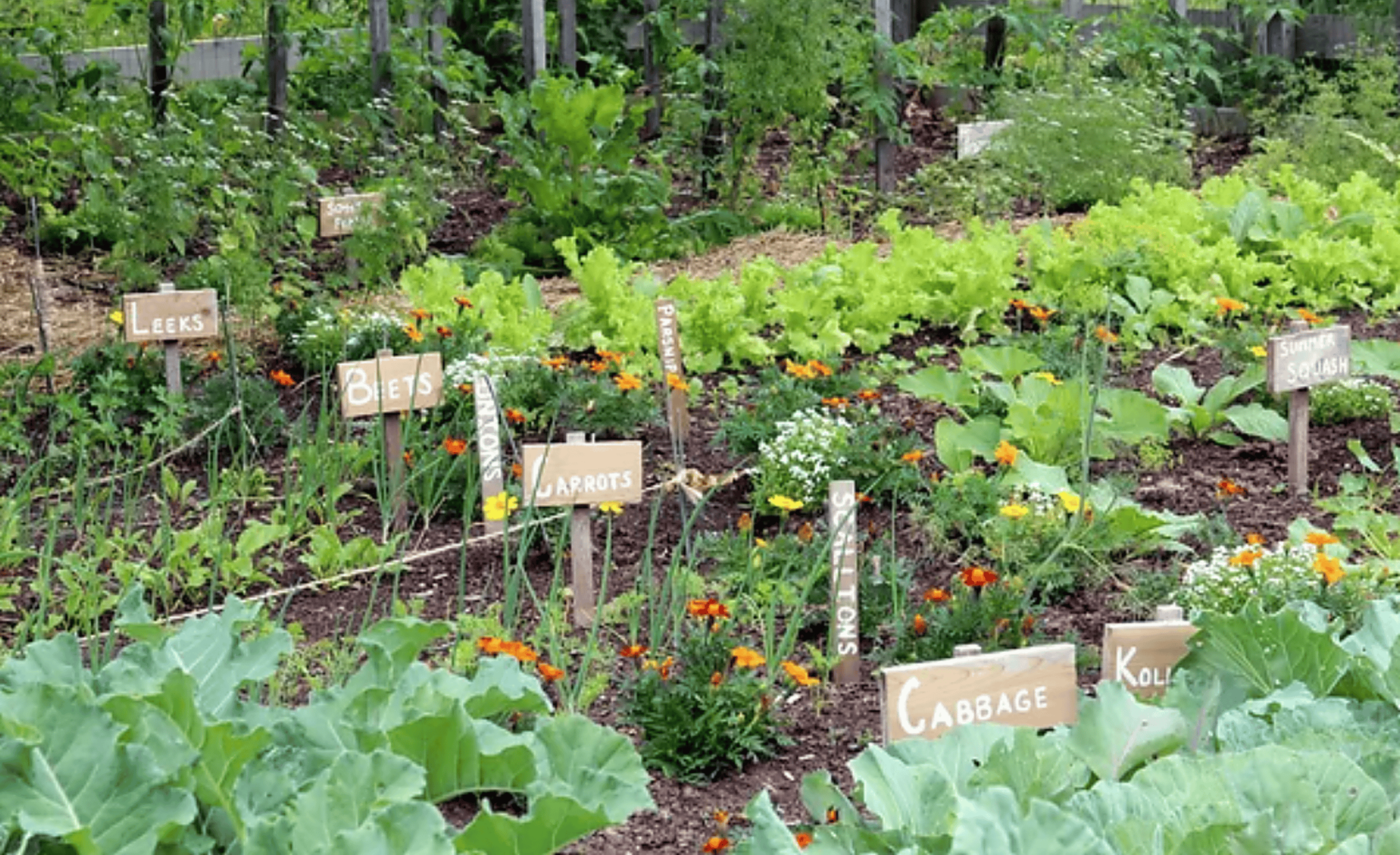 Growing A Vegetable Garden For Beginners - The Survival Way