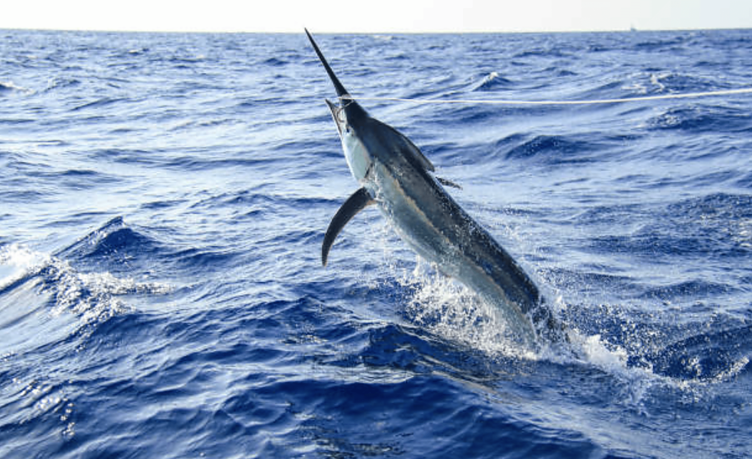 How To Catch A Blue Marlin - The Survival Way