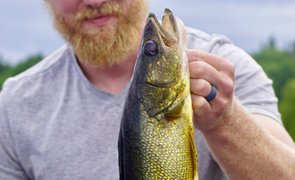 How To Catch A Walleye - The Survival Way