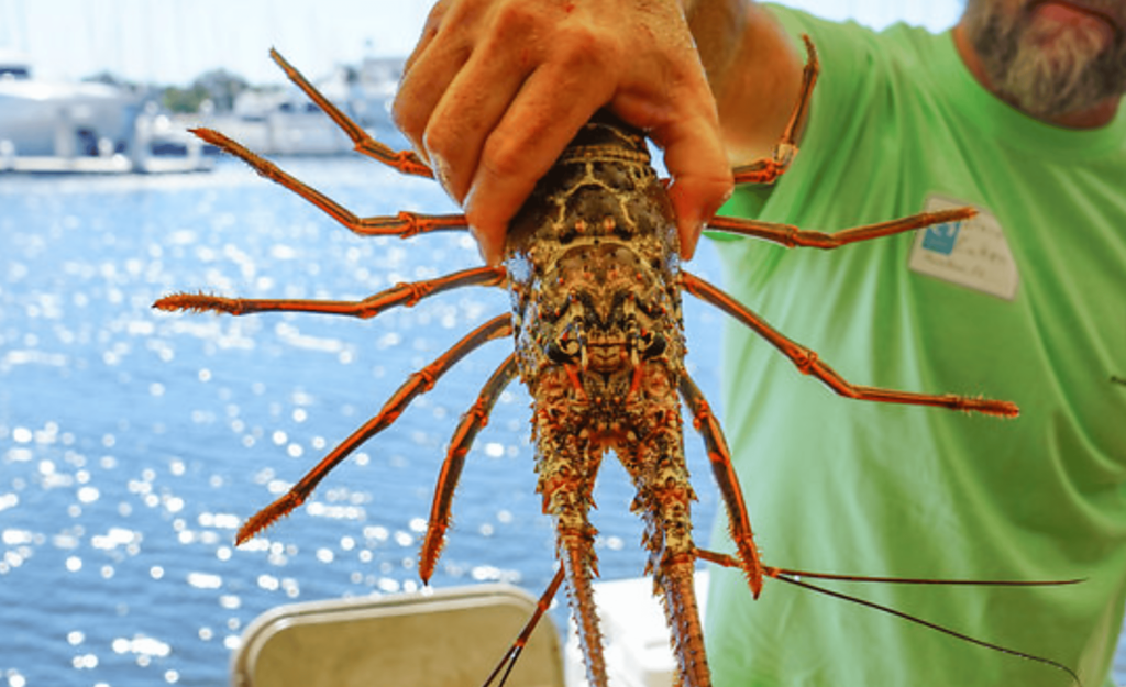 How To Catch Florida Lobster - The Survival Way