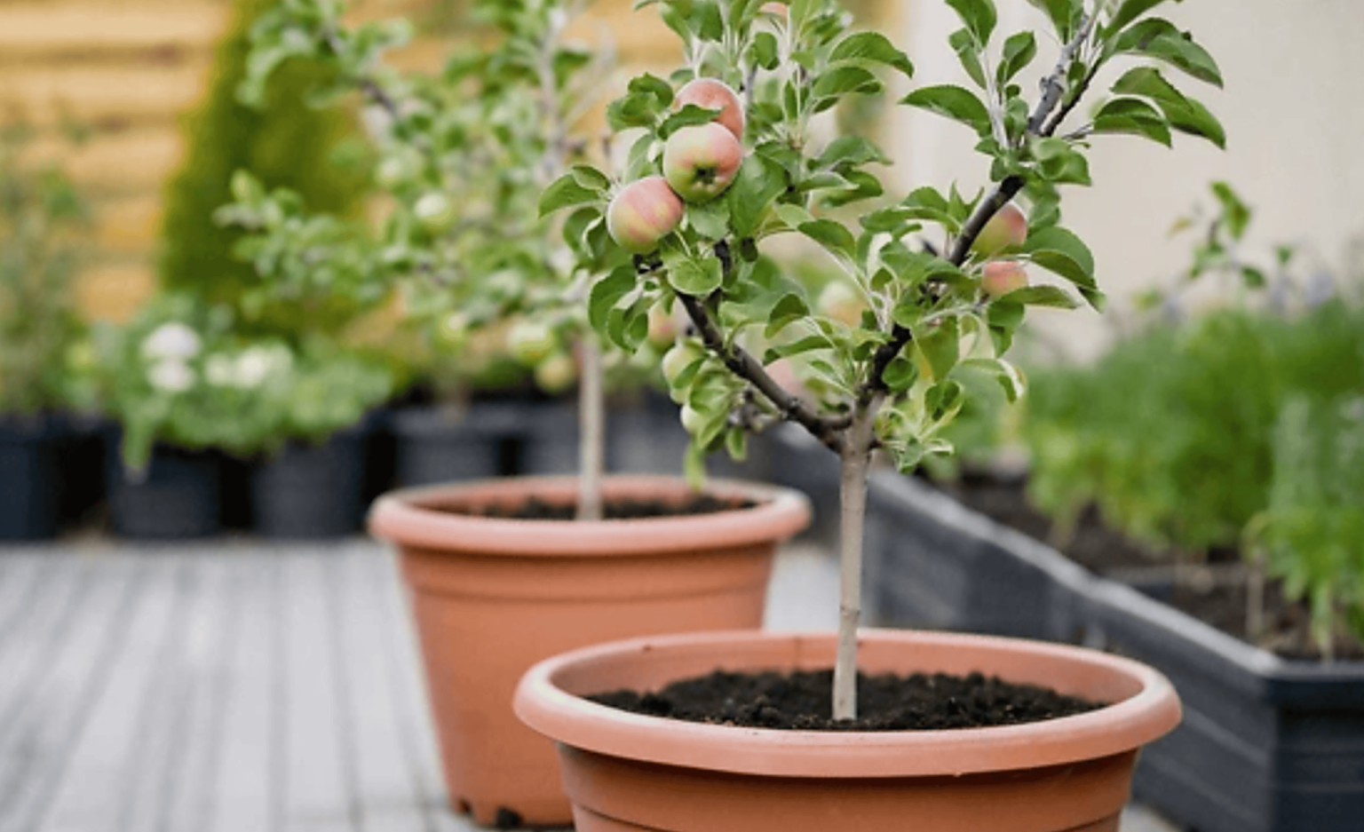 How To Grow An Apple Tree Indoors - The Survival Way