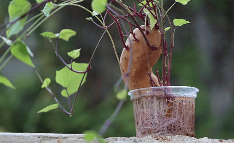 How To Grow Sweet Potatoes Indoors - The Survival Way