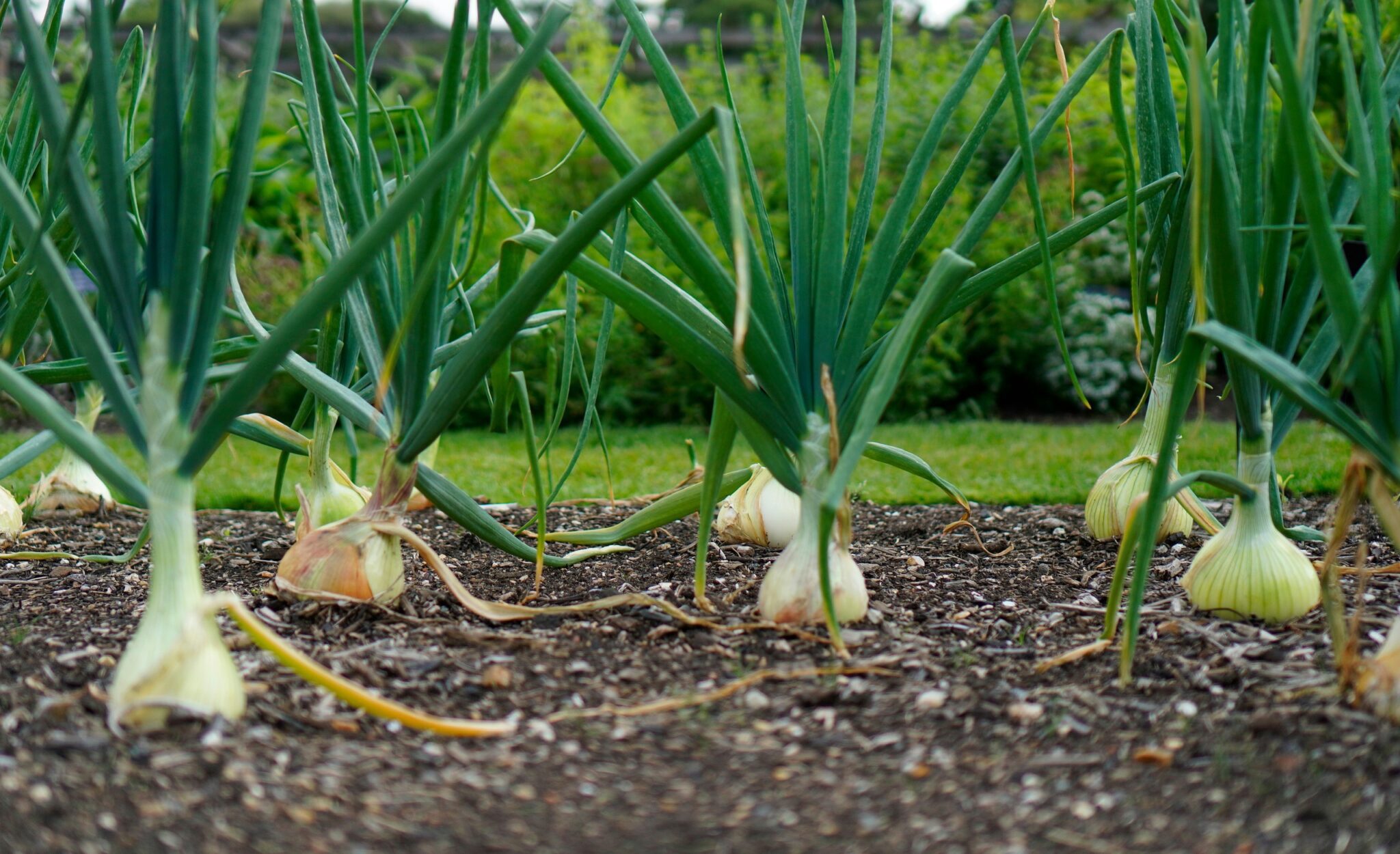 How To Grow The Best Onions - The Survival Way