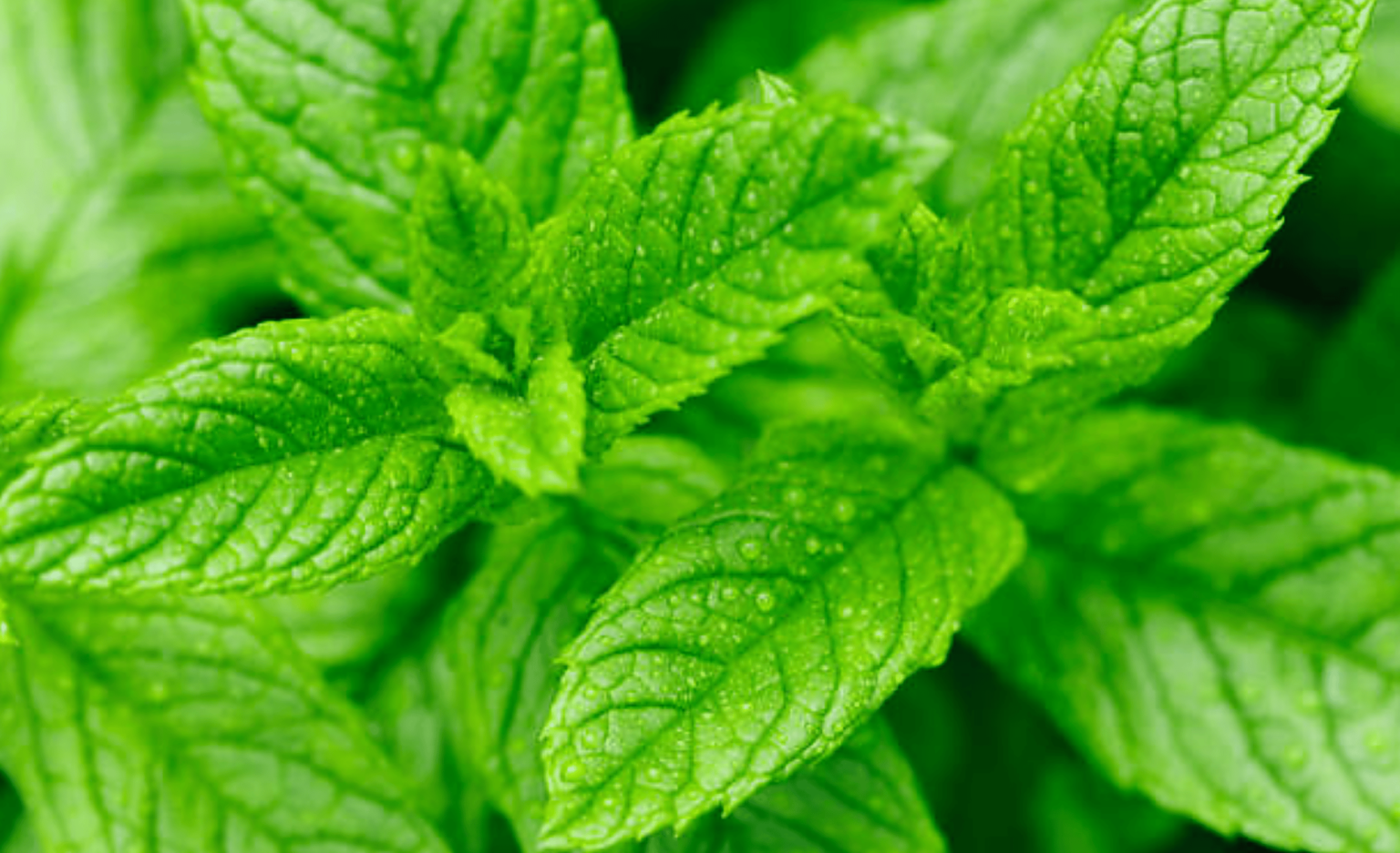 Medicinal Uses For Mint - The Survival Way