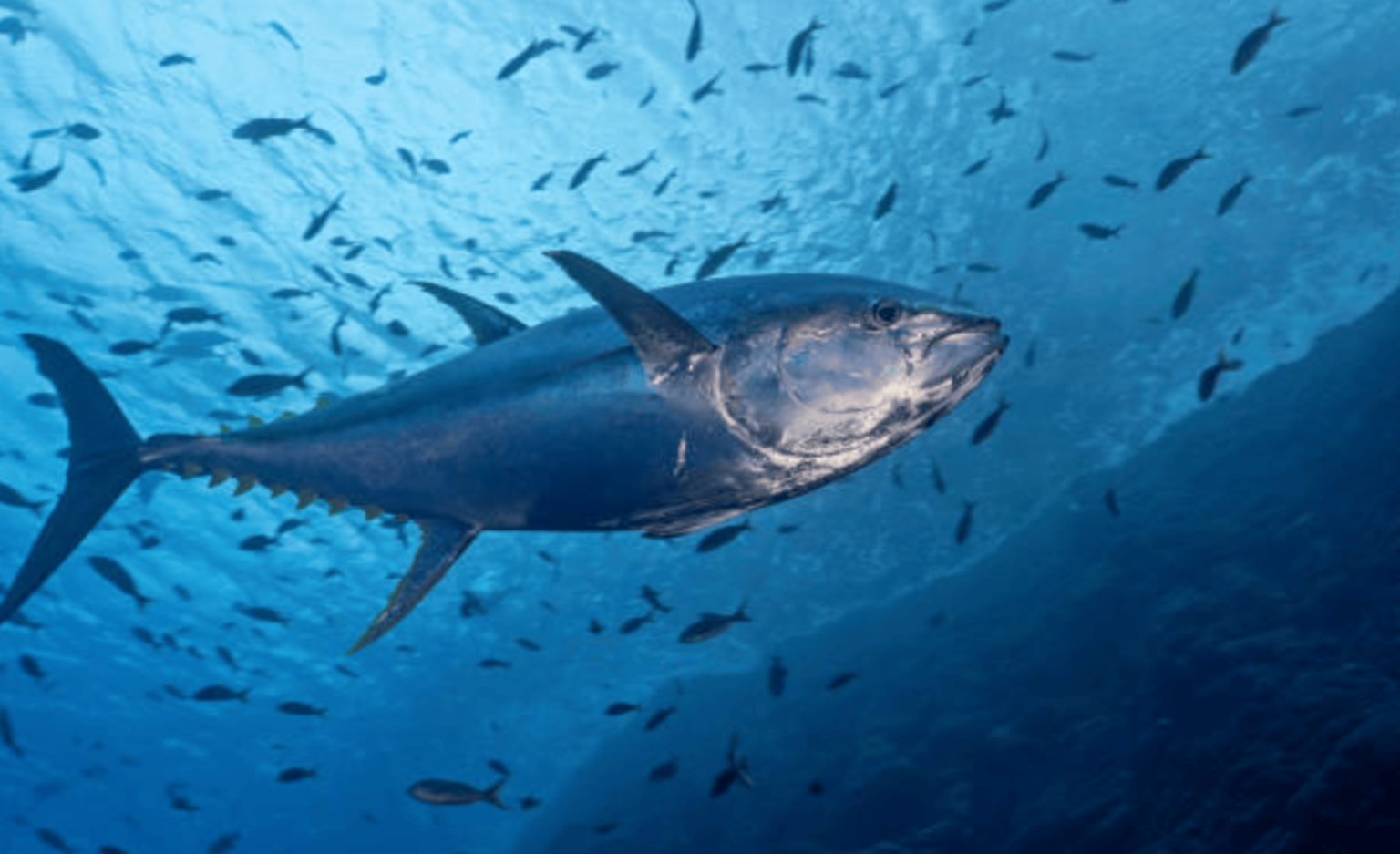 How To Catch An Atlantic Bluefin Tuna - The Survival Way