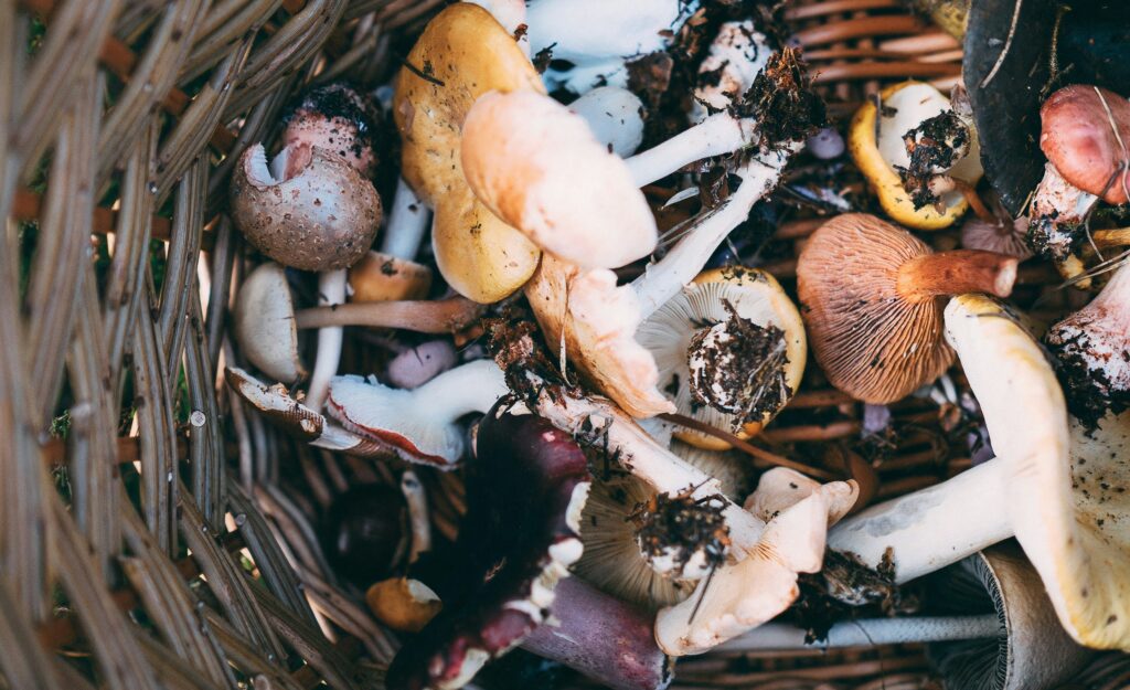 How To Forage For Food - The Survival Way