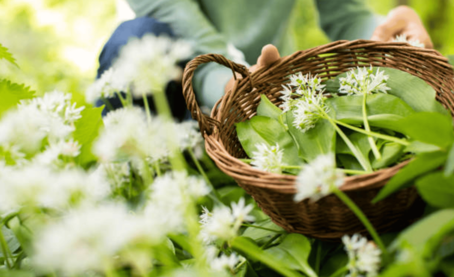 How To Forage For Herbs - The Survival Way