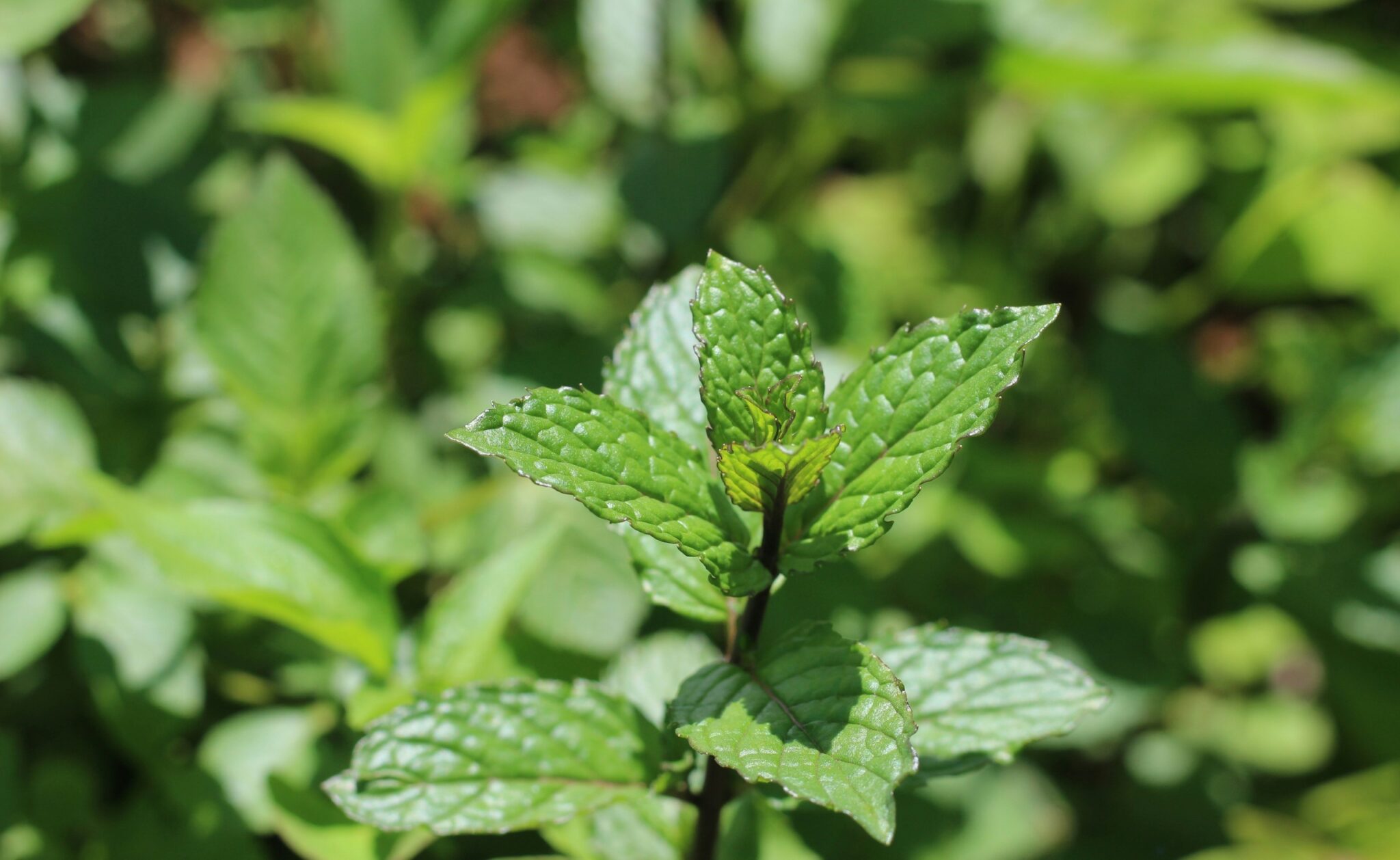 How To Forage For Medicinal Plants - The Survival Way