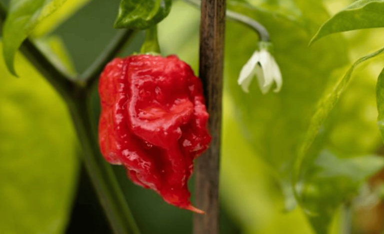 How To Grow Carolina Reaper Peppers - The Survival Way
