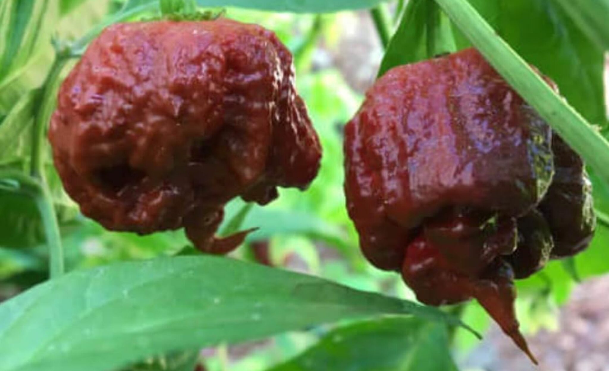 How To Grow Pepper X Peppers - The Survival Way