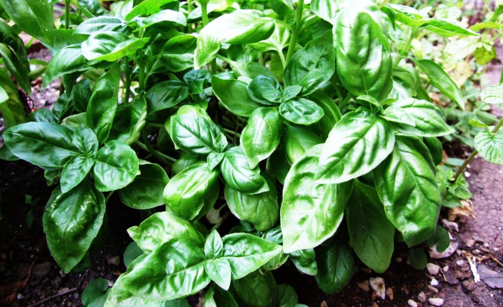 Medicinal Uses For Basil - The Survival Way