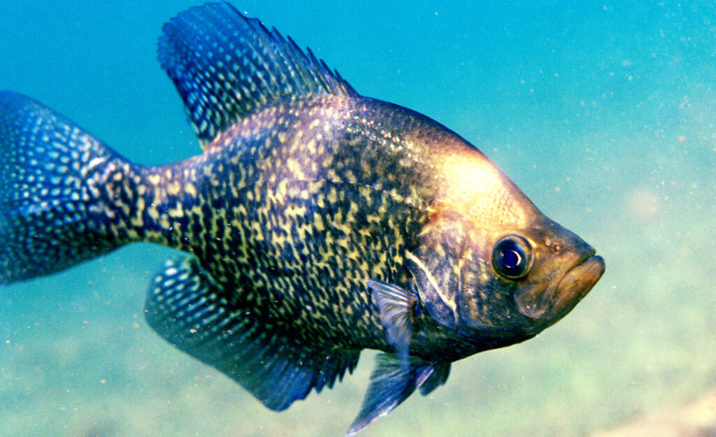 How To Catch Crappie - The Survival Way