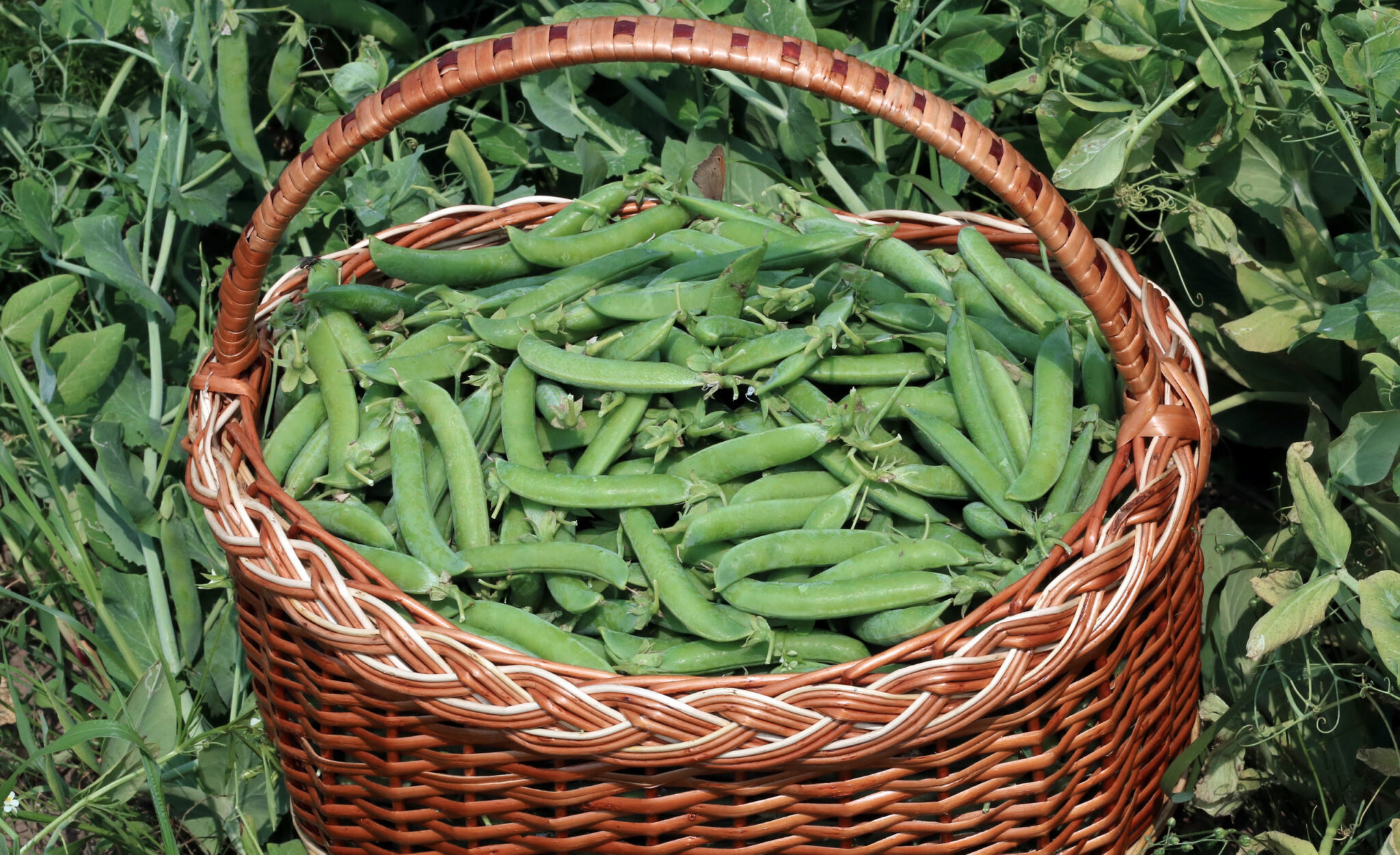 How To Grow Green Peas - The Survival Way