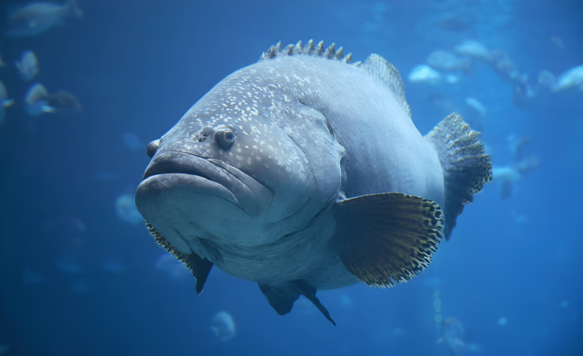 How To Catch Grouper - The Survival Way