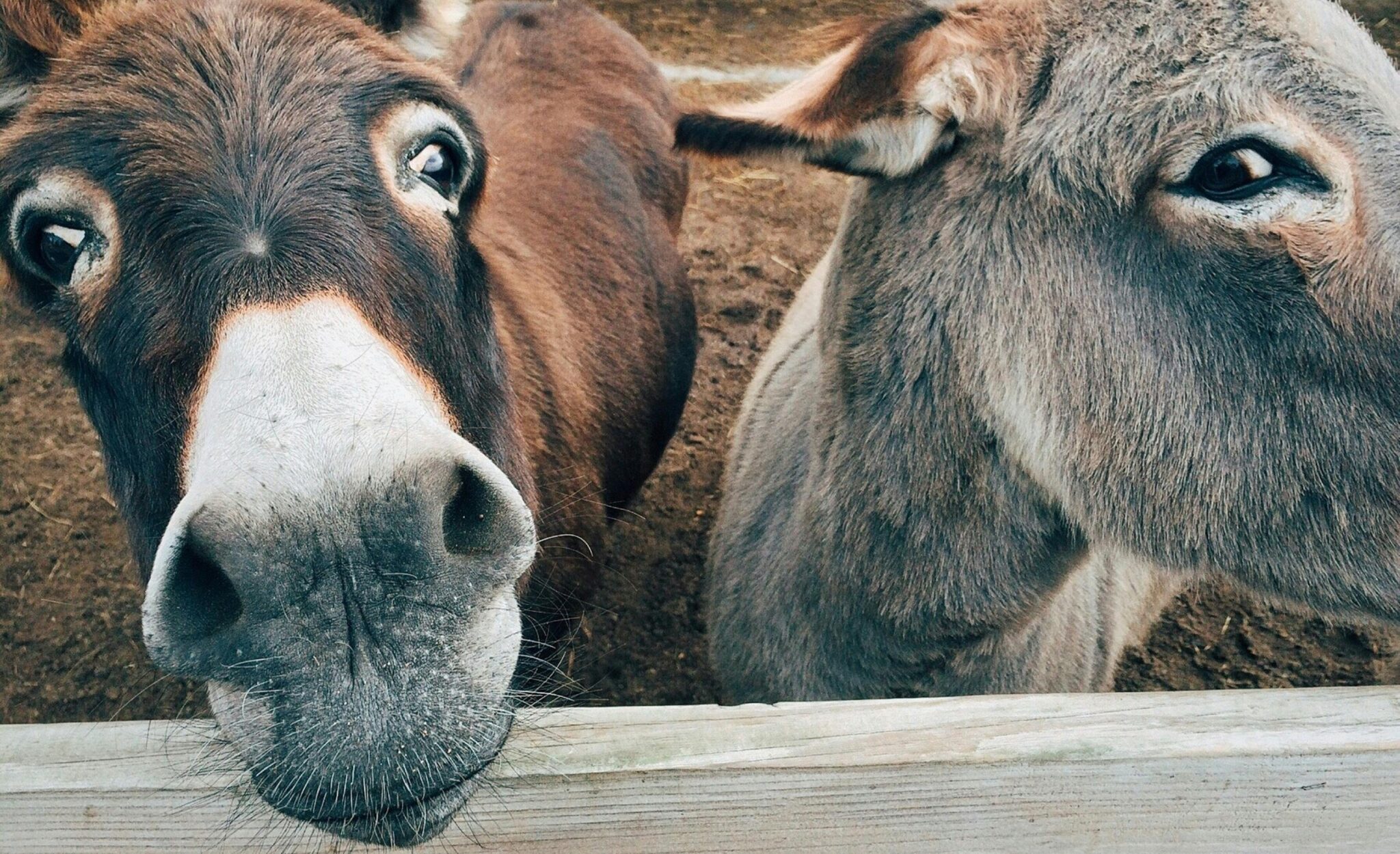 How To Raise Donkeys - The Survival Way