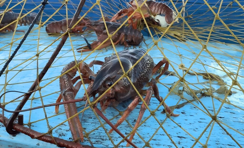 How To Catch Crawfish For Beginners - The Survival Way